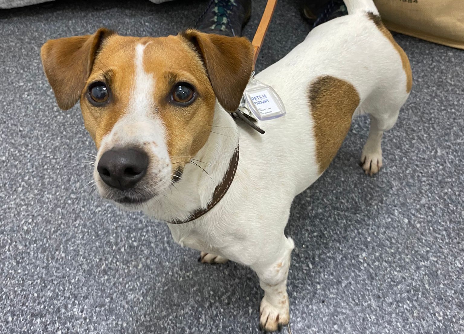 Therapy dog Pudding is a “real asset” to Wandsworth charity - South ...